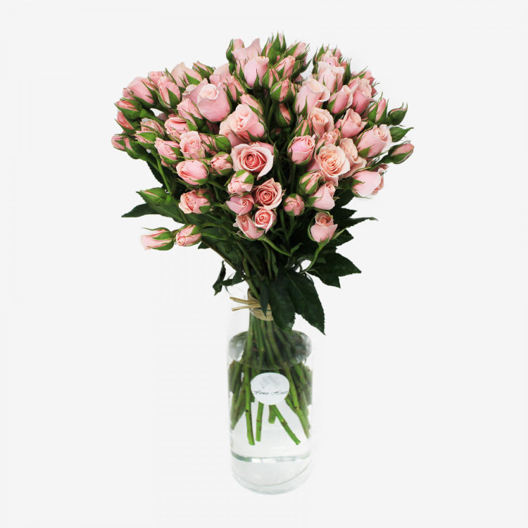 Majolika Light Pink Spray Rose Flower Bouquet (30 stems)